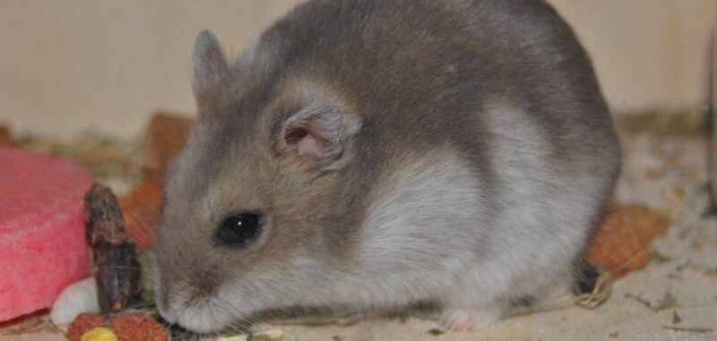 Îngrijirea și întreținerea hamsterilor. Ce trebuie să știți - Lumea lui ...