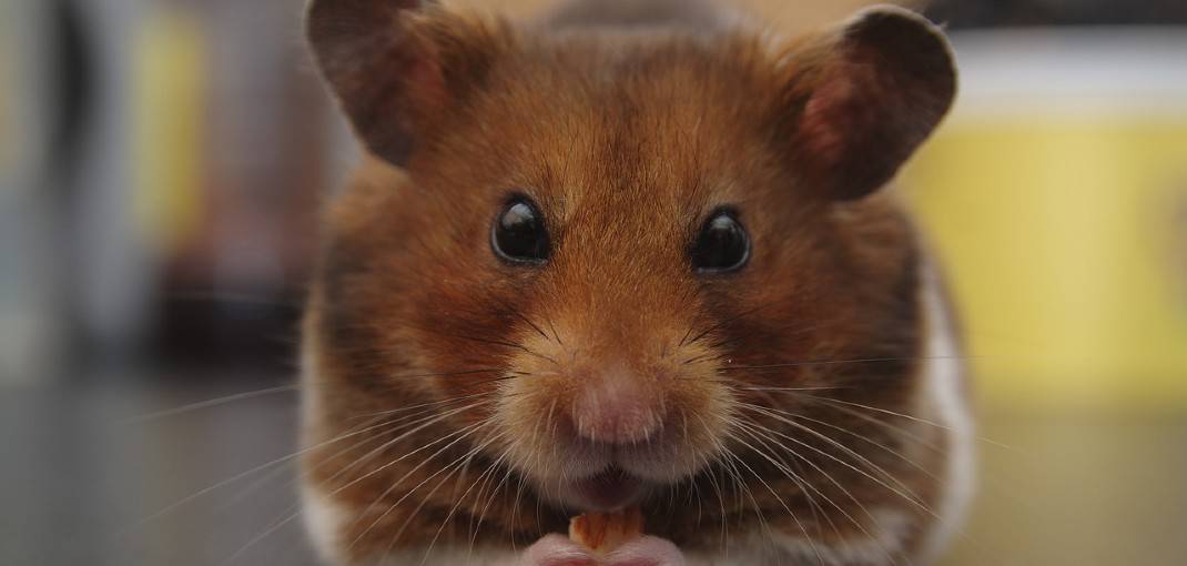 Îngrijirea și întreținerea hamsterilor. Ce trebuie să știți - Lumea lui ...