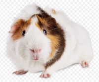 Animale mici - Lumea lui Odin